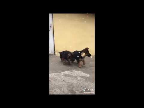 Düştüm mapus damlarına yeni adım tiktok tiktoker ler izle yeni açtım destek