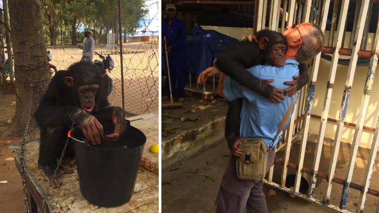Chimp Chained To A Tree For Years Becomes Best Friends With The Man Who ...