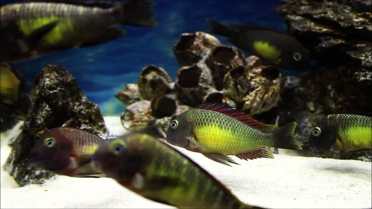 Tropheus Canon Waves LED - YouTube