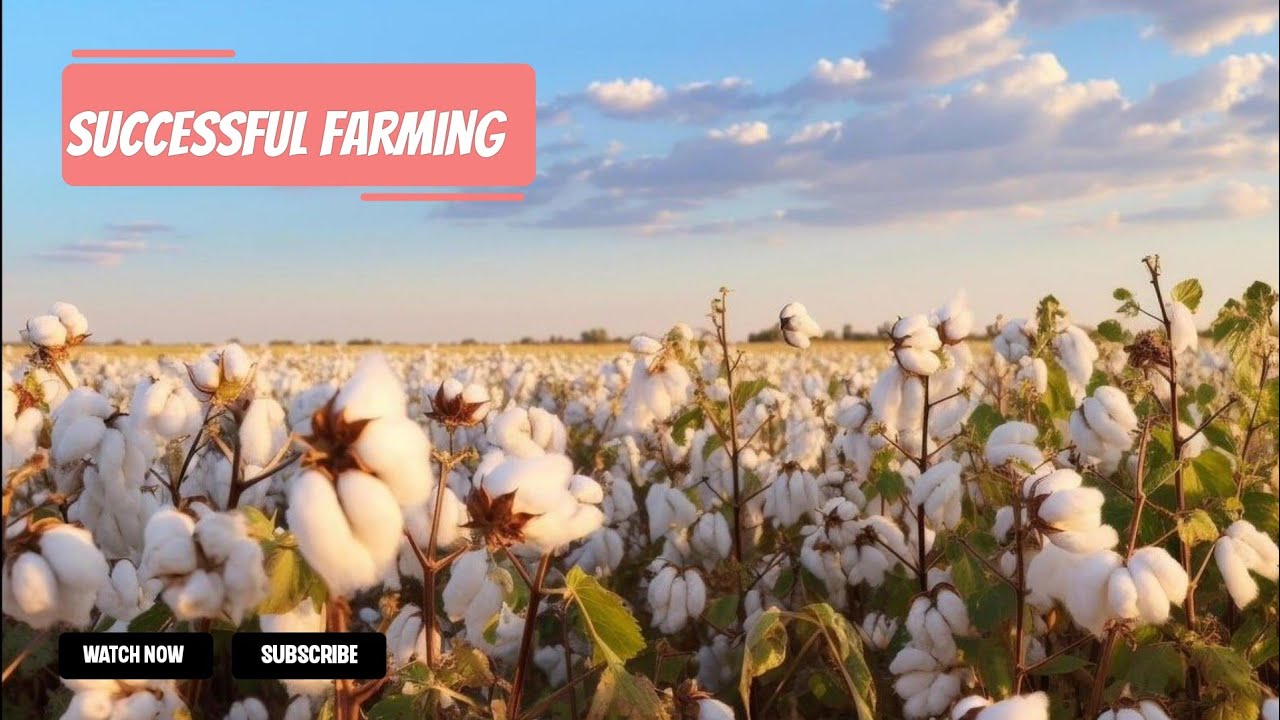 How To Make Profits From Growing Cotton On Small Plots Of Land | - YouTube