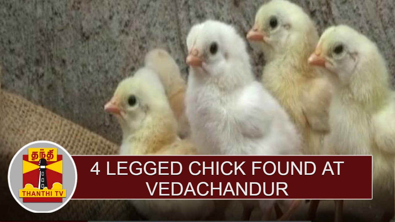 4 legged chick found at Vedachandur | Thanthi TV - YouTube