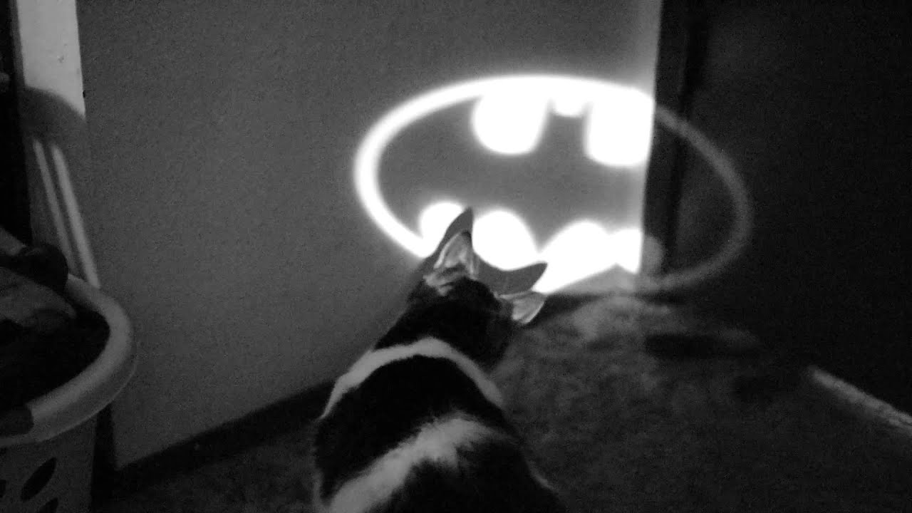 Cat catches bat. - YouTube