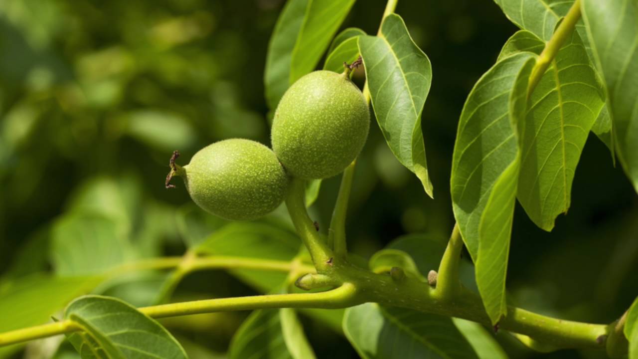 Bach flower Walnut - YouTube