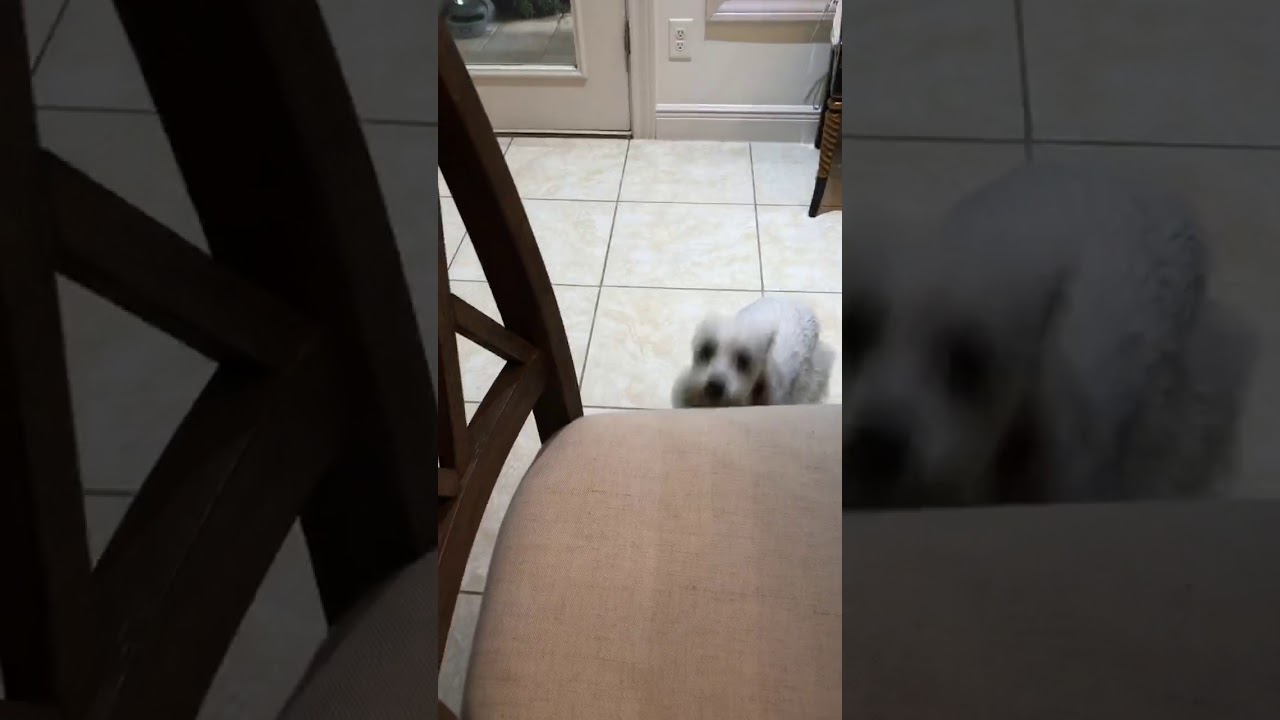 Animalsdt small fluffy dog falls off chair - YouTube