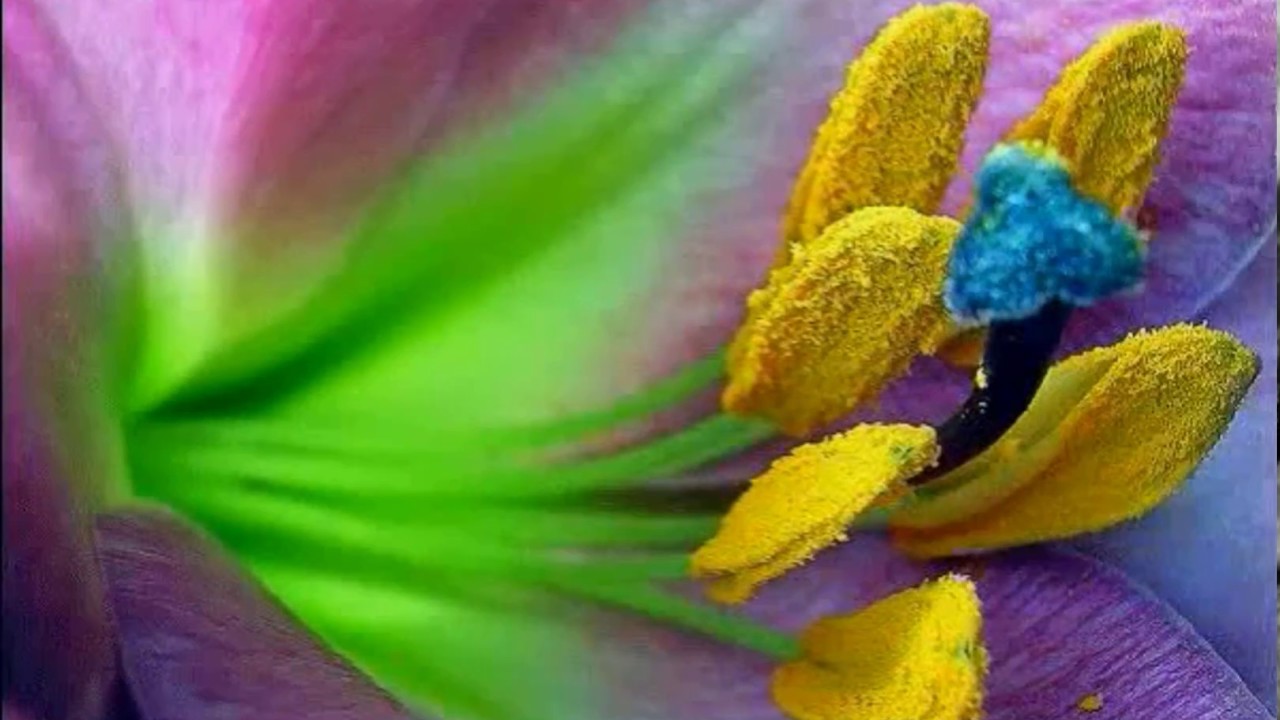 Images Alive! : Flower - YouTube