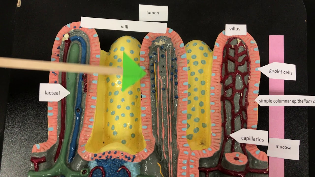 CCC Online Biology Lab - Digestive system - histology of the small ...