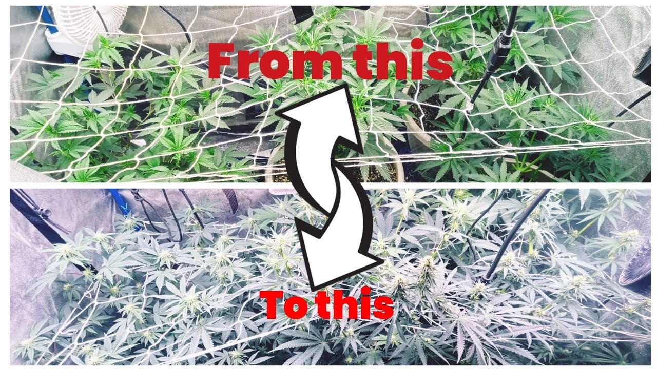 How to: Scrog (screen of green) - YouTube