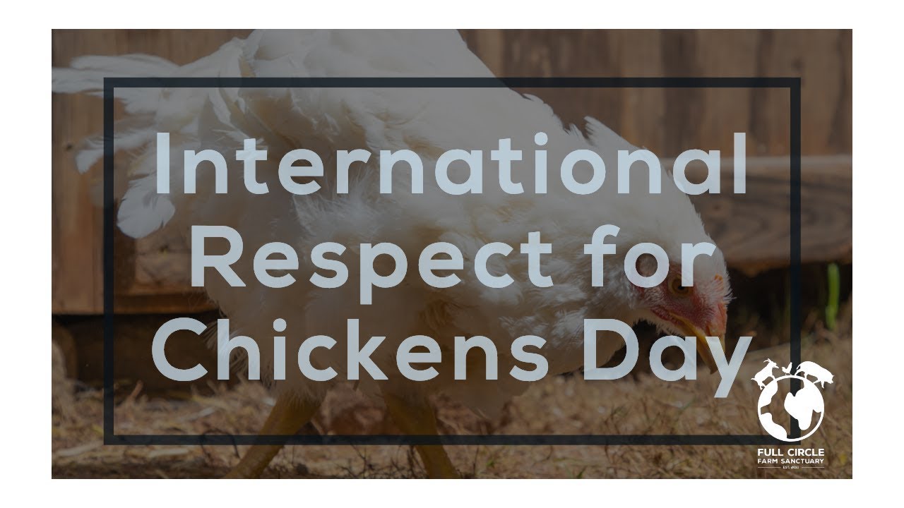 Respect for Chickens Day - YouTube