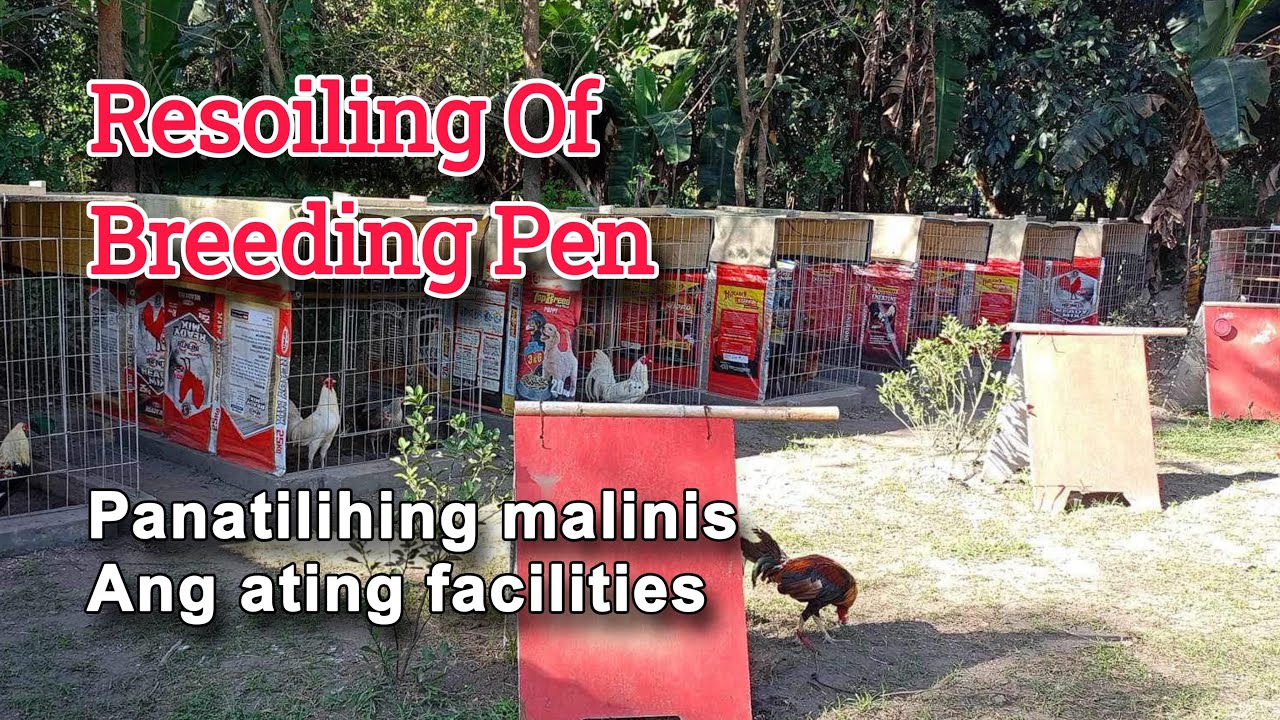 Resoiling of our Breeding Pens - YouTube