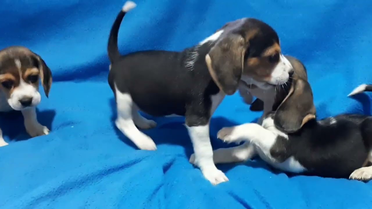 cachorros beagles - YouTube