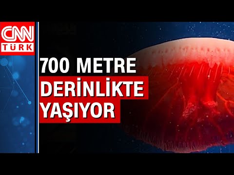 Kırmızı deniz anası ilk kez görüntülendi