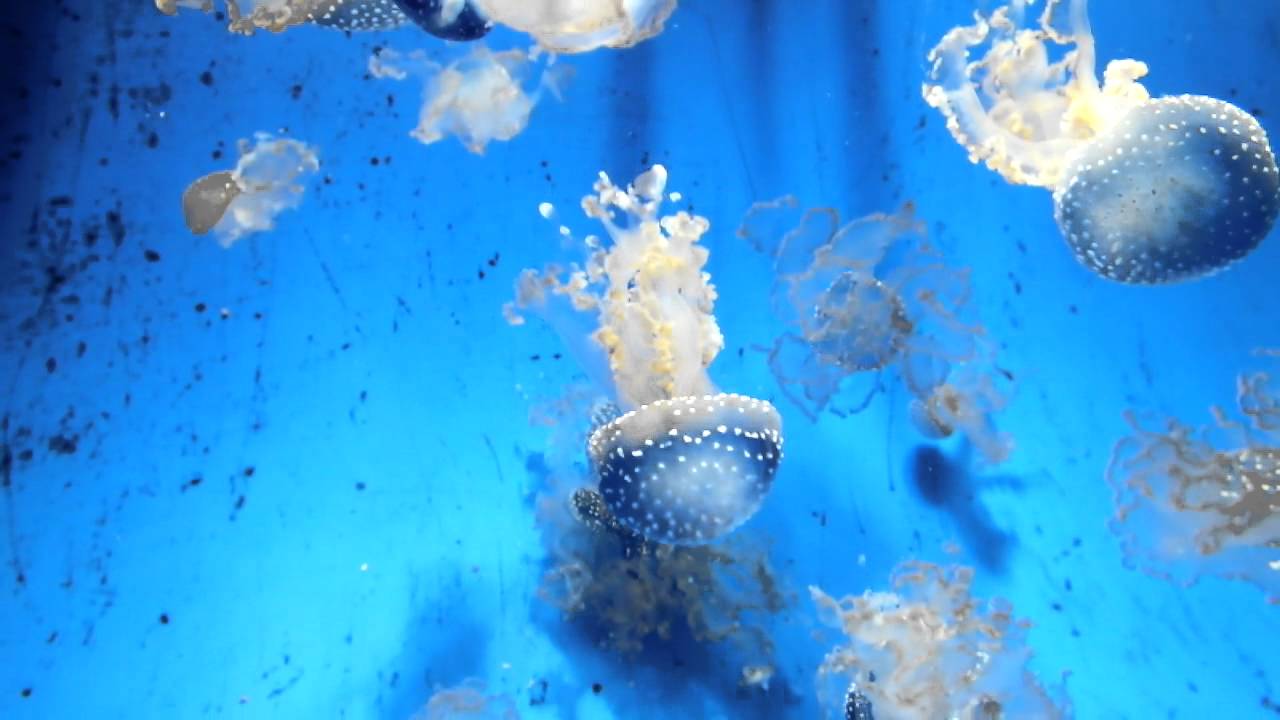 Dancing jellyfish - YouTube