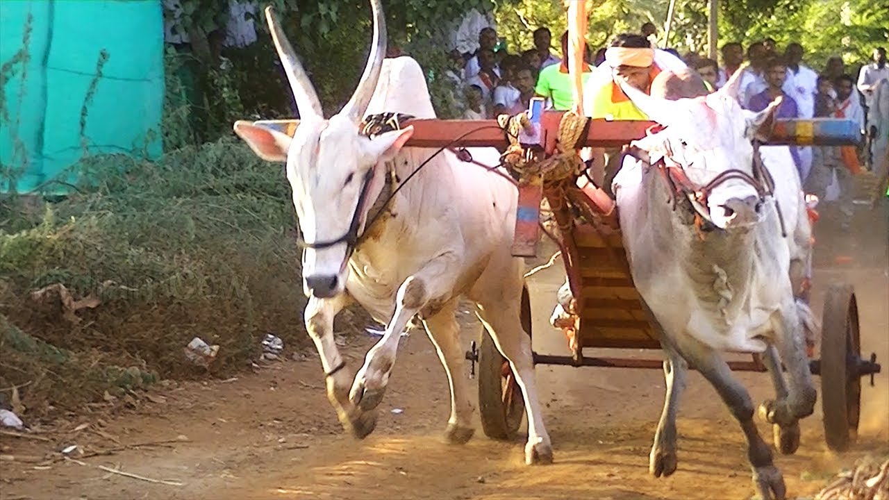 Adult khillari bulls at Chikkasamshi bullock cart race - YouTube