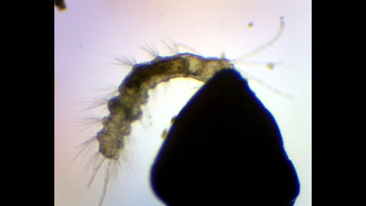 polychaete 3 - YouTube