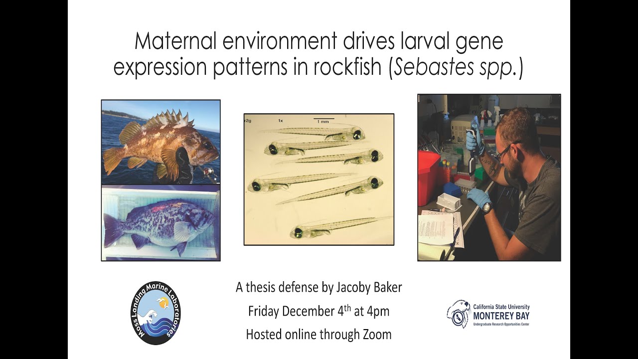 Jacoby Baker Presents: Maternal environment drives larval rockfish gene ...