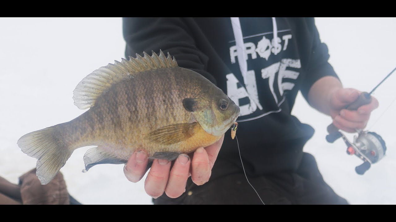 Unexpected MASTER ANGLER BLUEGILL (Injured Mechanic) - YouTube