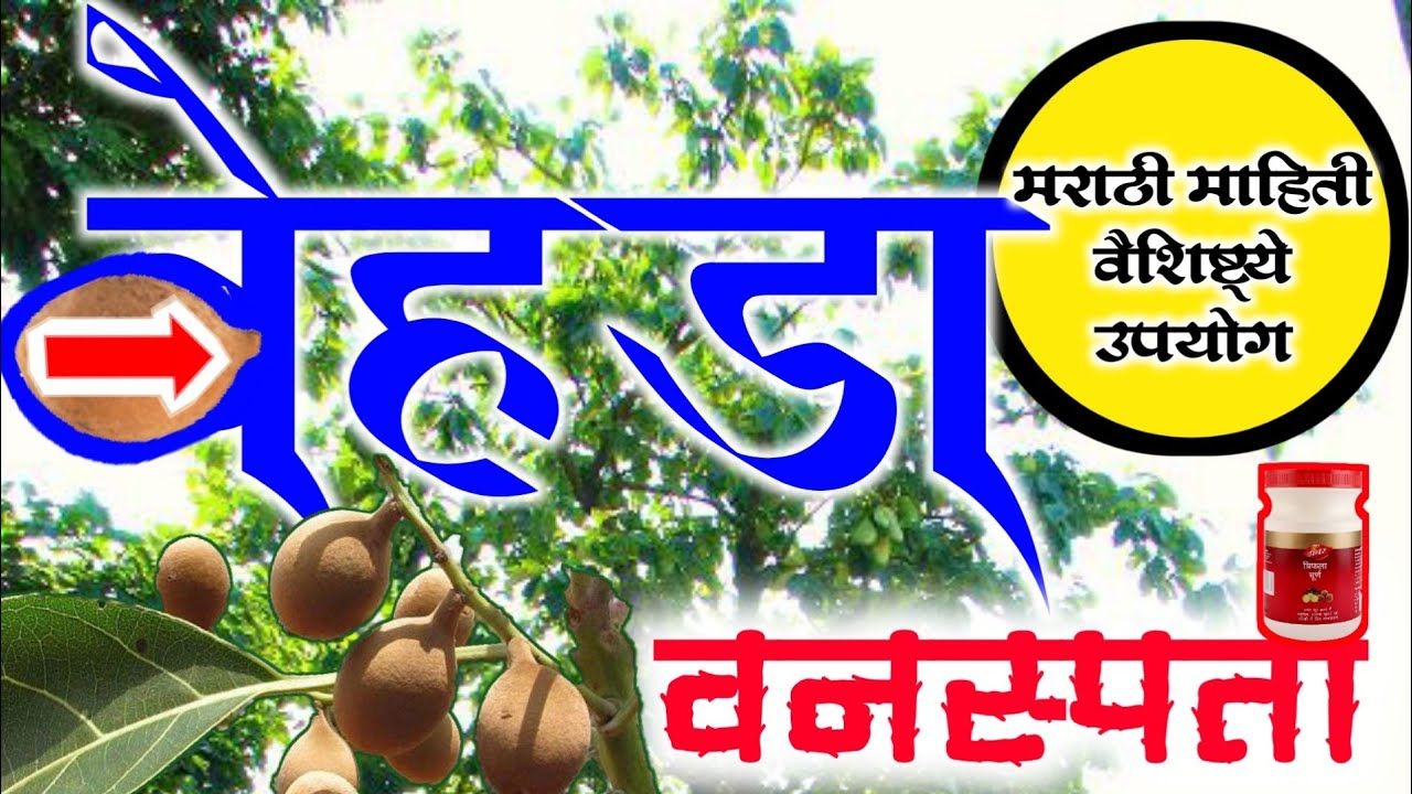 बेहडा वनस्पती माहिती मराठी / Terminalia Bellirica (Behada) Information ...