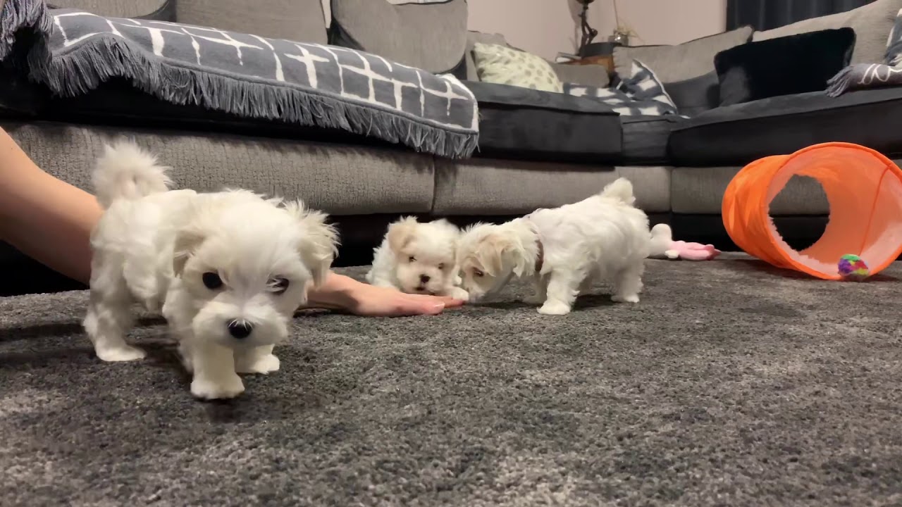 Maltese puppies 7 weeks old litter 1 - YouTube