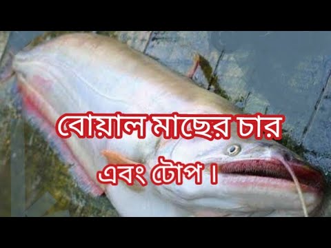বোয়াল মাছের চার এবং টোপ। How to make fish Bowal bait.Bowal macher char ...