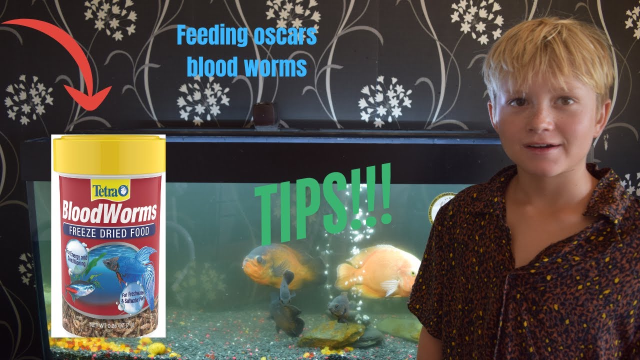 Feeding Bloodworms to Oscar Fish: Must-Know Tips for a Healthy Diet ...