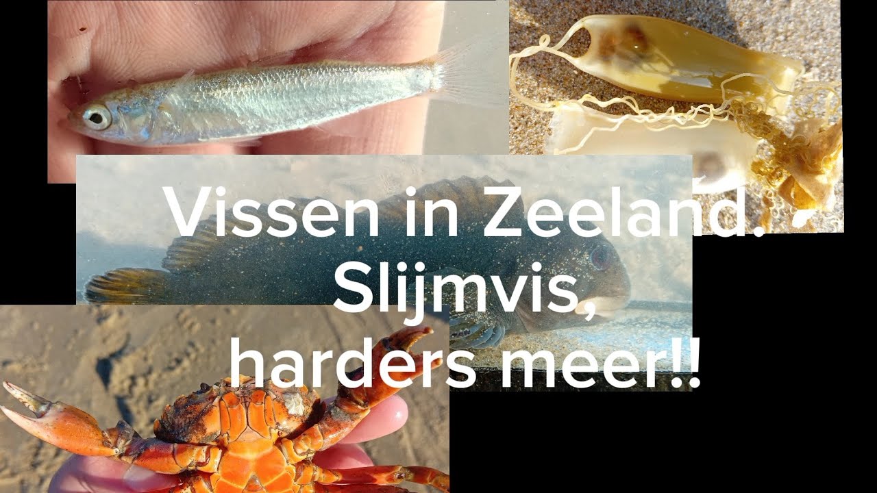 Vissen in Zeeland. Slijmvis, harders en meer!!! - YouTube