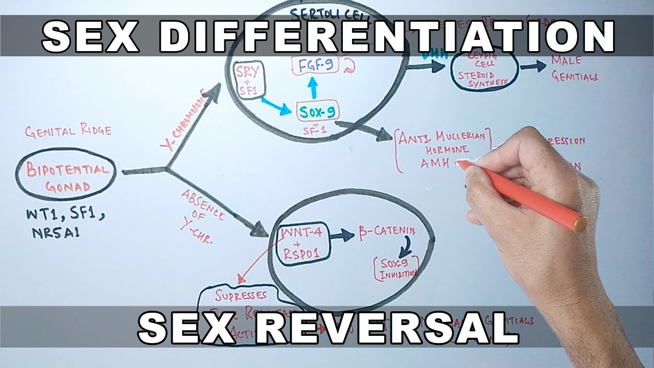 Sex Differentiation | Molecular Mechanism - YouTube