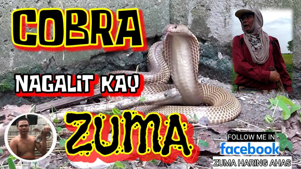 COBRA NAGALIT KAY ZUMA | BAKIT KAYA ? | ZUMA HARING AHAS | - YouTube