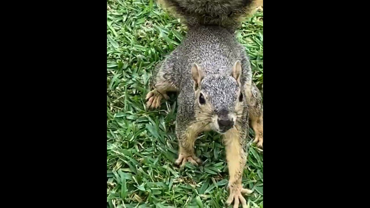 Talking squirrel - YouTube