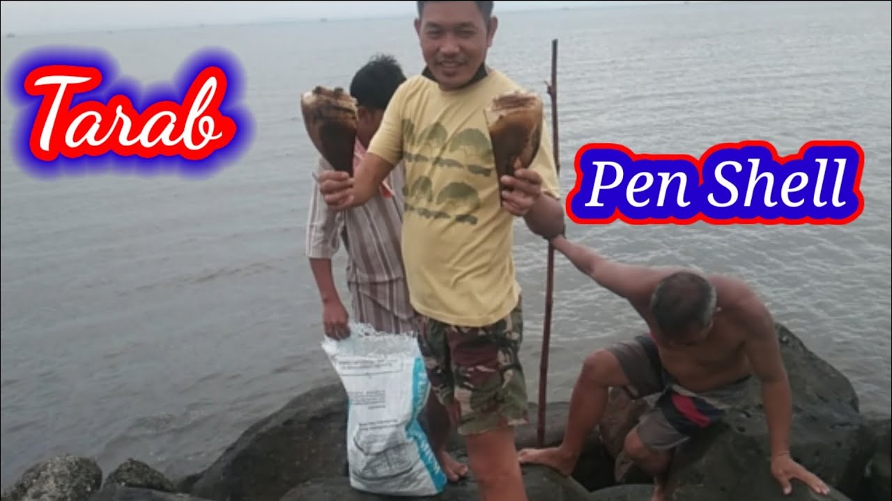 Tarab/Giant mussels/Pen shell - YouTube
