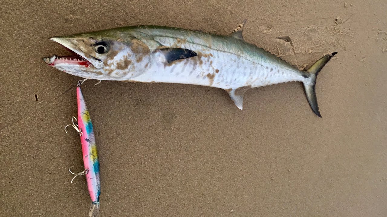 Kingfish caught on Megabass Kanata - Fishing In Qatar ( Inland Sea ...