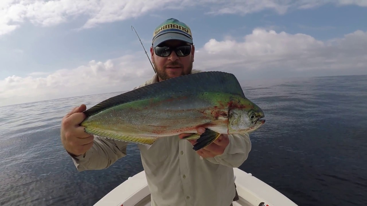 Chasing Mahi Mahi Off Botany Bay - YouTube