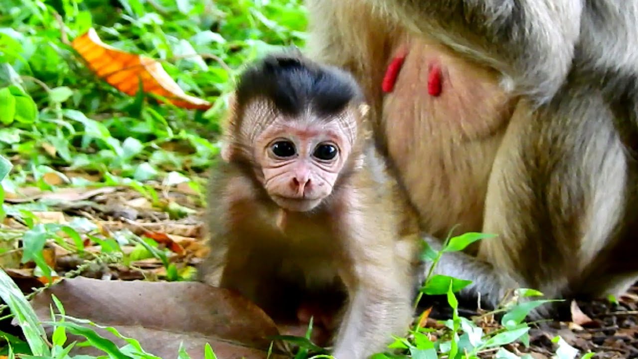 Hotnews! Found Newborn Baby Monkey! New Place Newborn Baby Monkey So ...