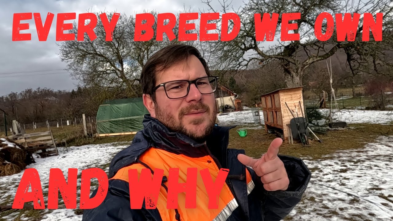 EVERY HOMESTEAD ANIMAL WE OWN AND WHY - YouTube