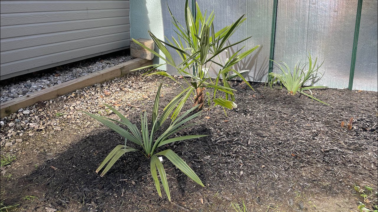 Winter palm tree protection in Cincinnati, Ohio - YouTube