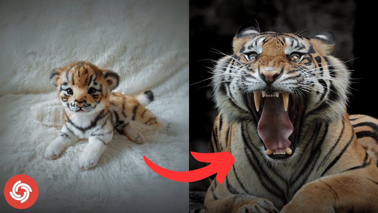 Before & After Animals Growing Up | Animal Transformation #2 - YouTube