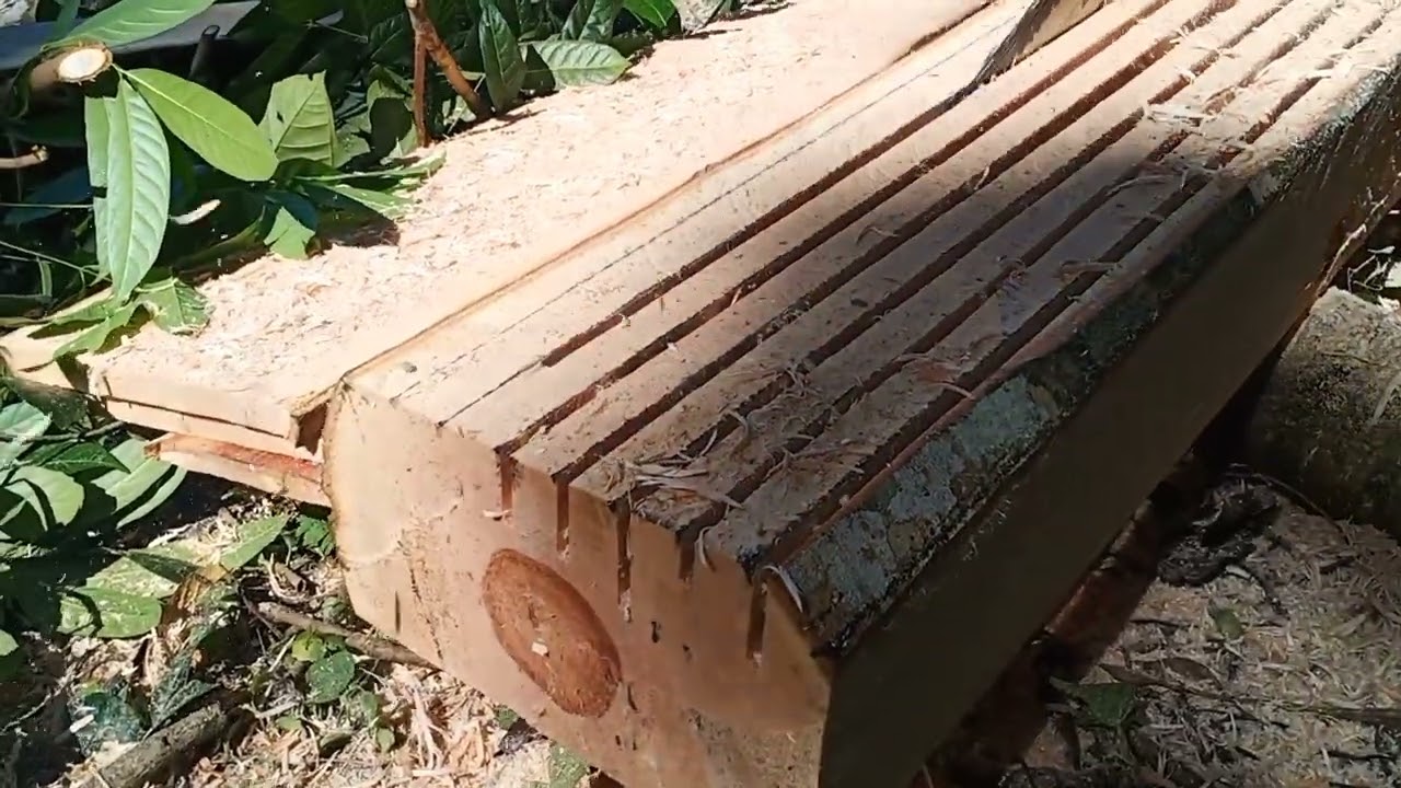 BELAH KAYU PAKAI SINSO KECIL PEMBUATAN SIZE PAPAN@WOODCUTTER BANTEN ...