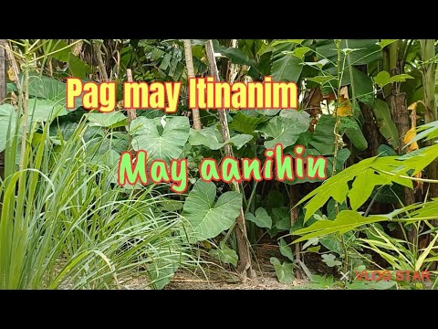 Pag may itinanim may aanihin..Garden is a blessing/LORYS Garden - YouTube