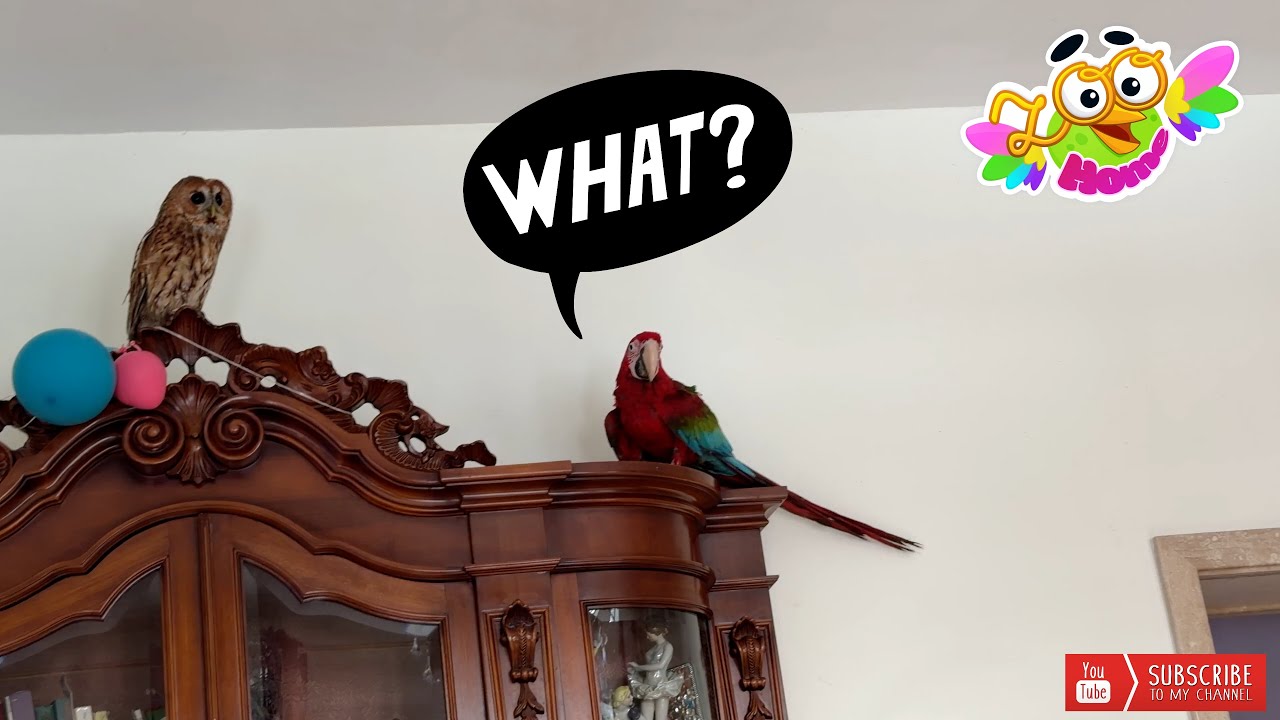 The parrot came to play with the dog, but saw the owl and decided to ...