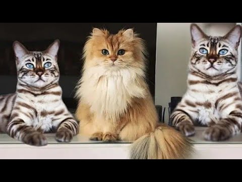 Top the Most intelligent smart cats and lovely Kitty funny # ...