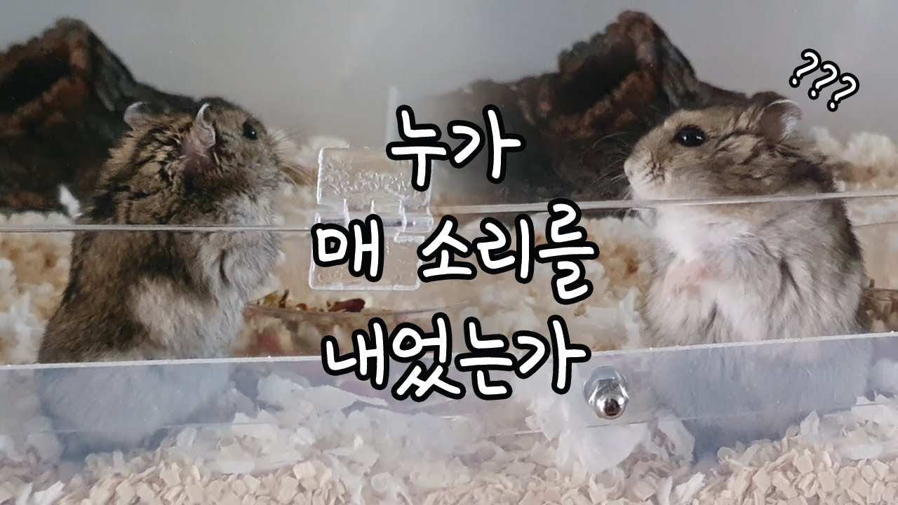 햄스터 놀람 새소리가 들린다면 Youtube