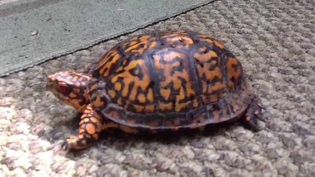 Turtle Magic - YouTube