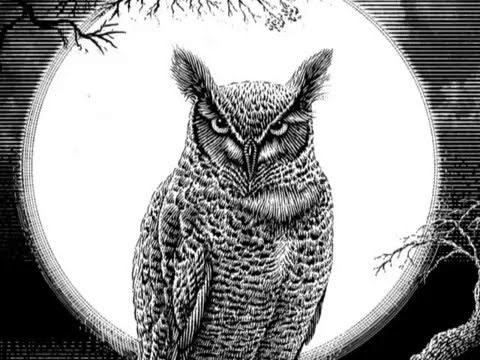 Scratchboard Illustration of an Owl for Book Cover - YouTube