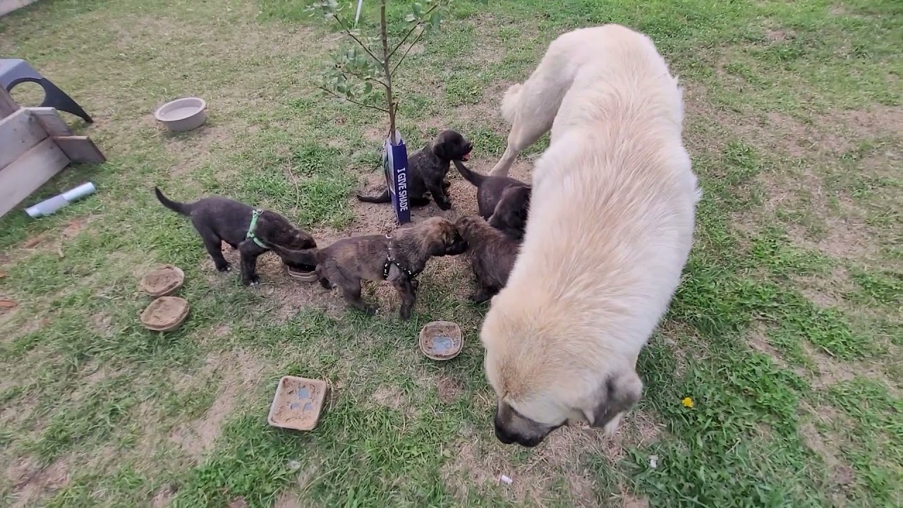 Puppy Love , 4 weeks old and So Adorable. Turkish Kangal cross Irish ...