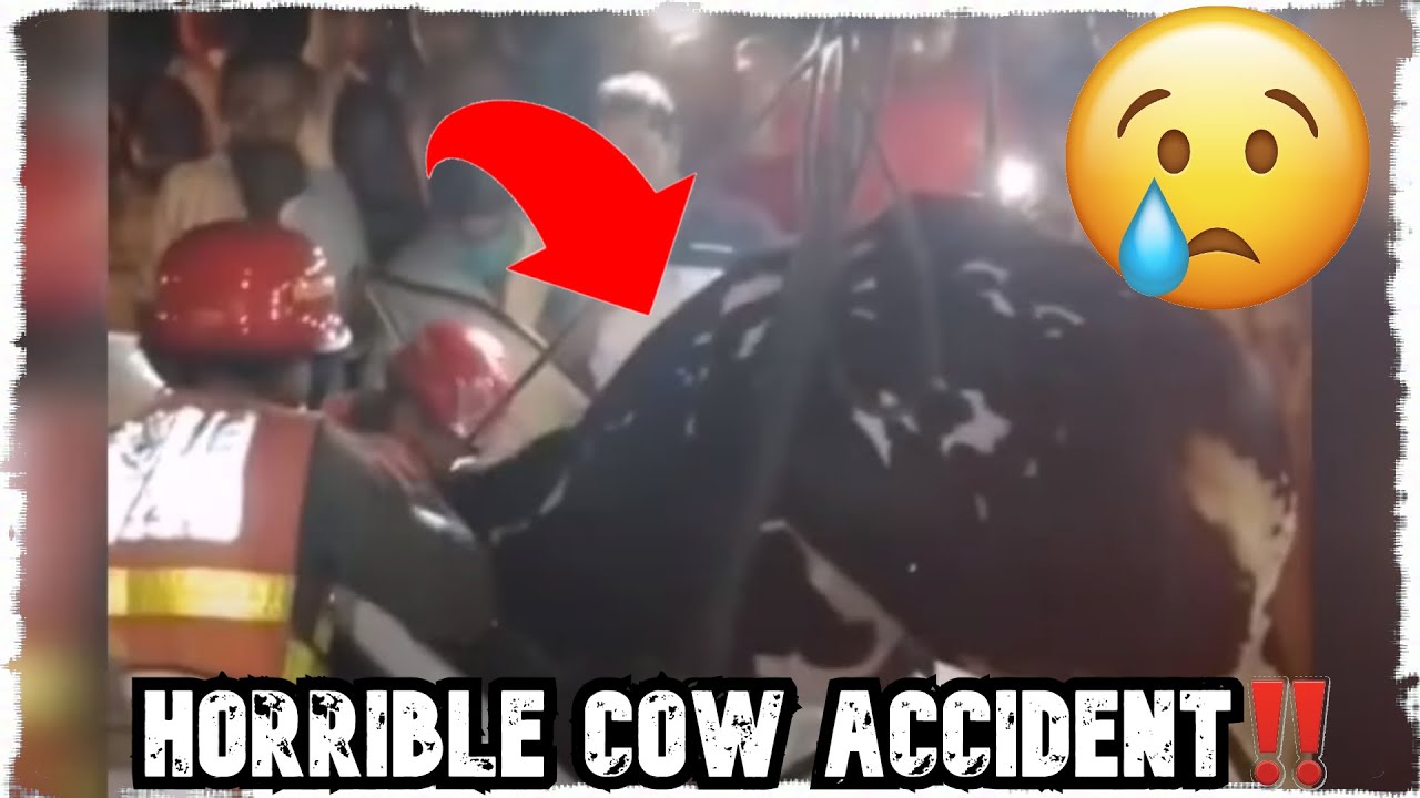 QURBANI Cow Incident 2020 (FOUND DEAD) | Bakra Eid 2020 | WORST ...