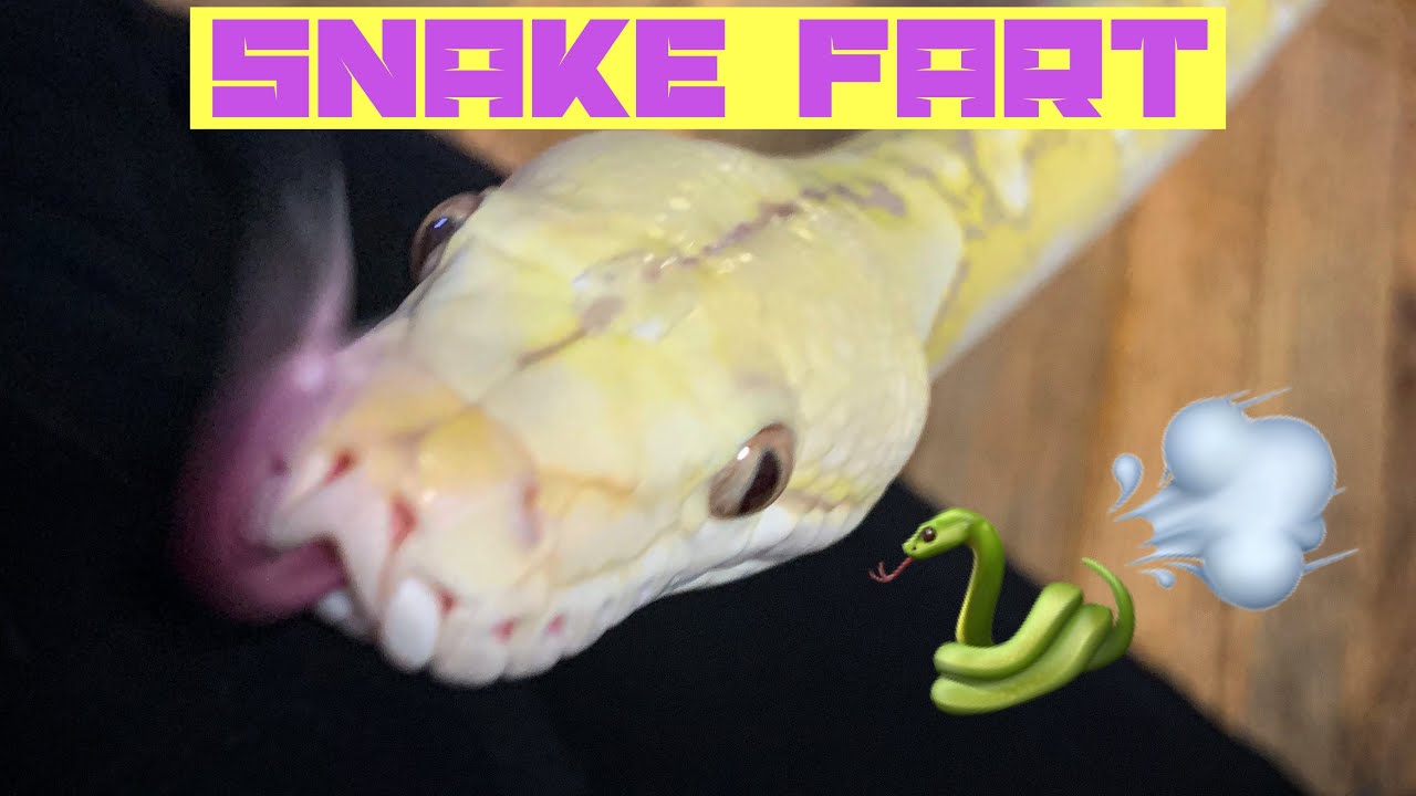 Snake Fart - YouTube