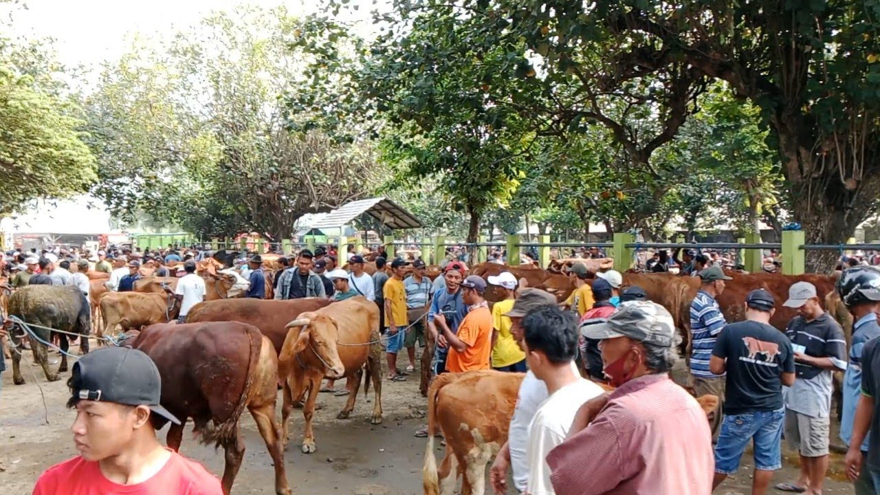 Spesial Hari Natal || Harga Sapi Jantan || Senin Kliwon 25 Desember ...