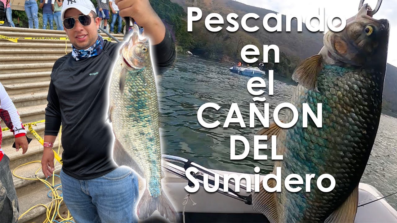 Pesca de ENORME MACABIL y Tenguayaca / 6to Torneo Nacional - YouTube