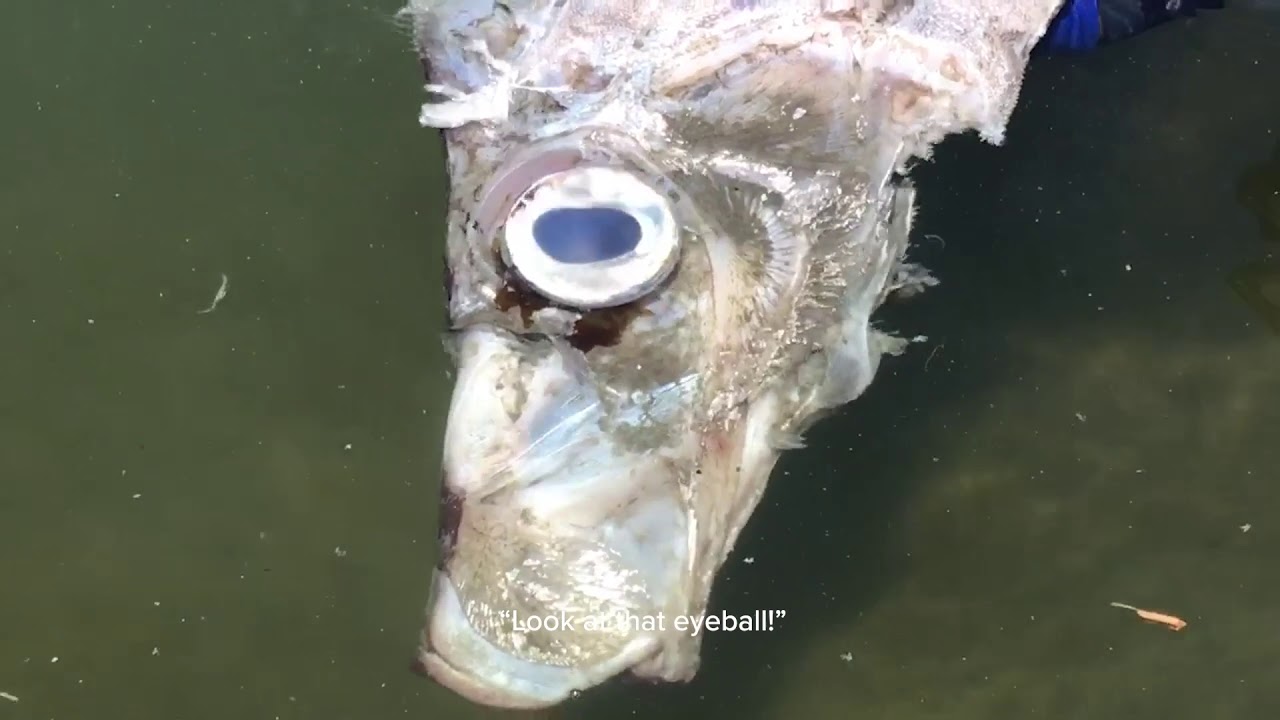 An elusive find: King-of-the-salmon fish washes ashore - YouTube