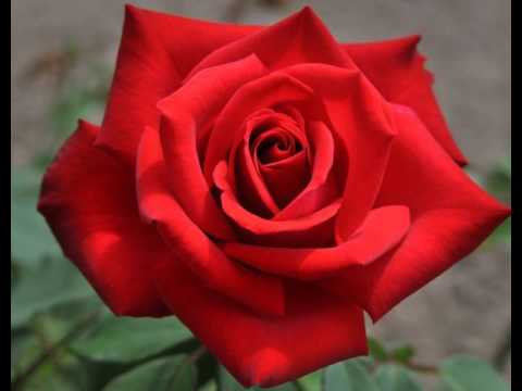 The National Flower Of Iraq | Best Flower Site