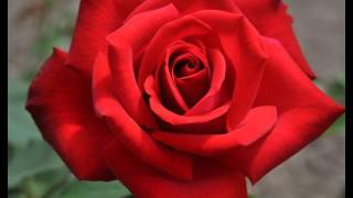 The National Flower Of Iraq | Best Flower Site